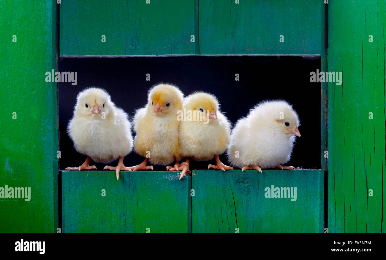 Day old chicks hi-res stock photography and images - Alamy