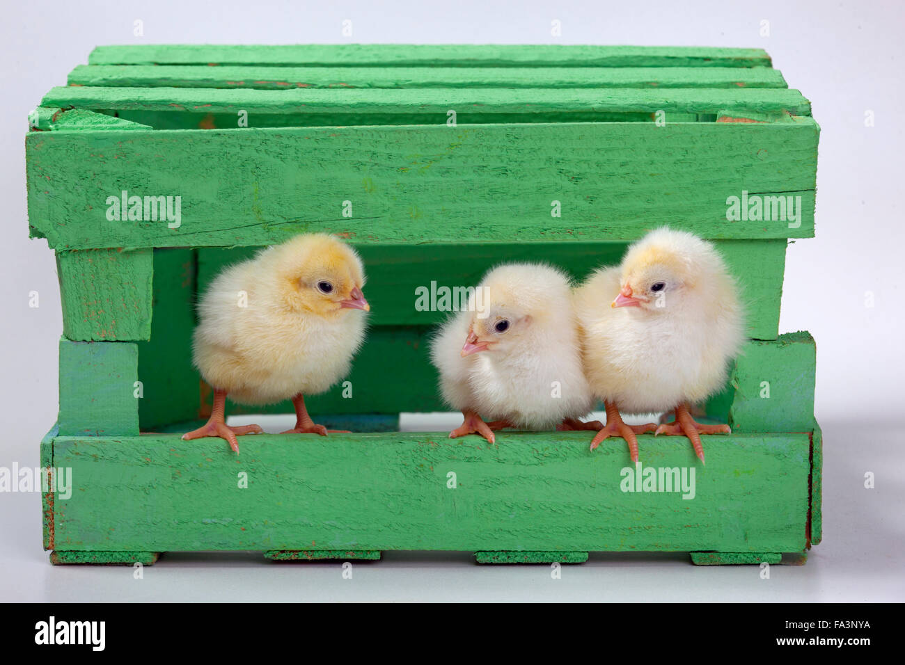 newly hatched Dayold Chicks in green box Stock Photo - Alamy