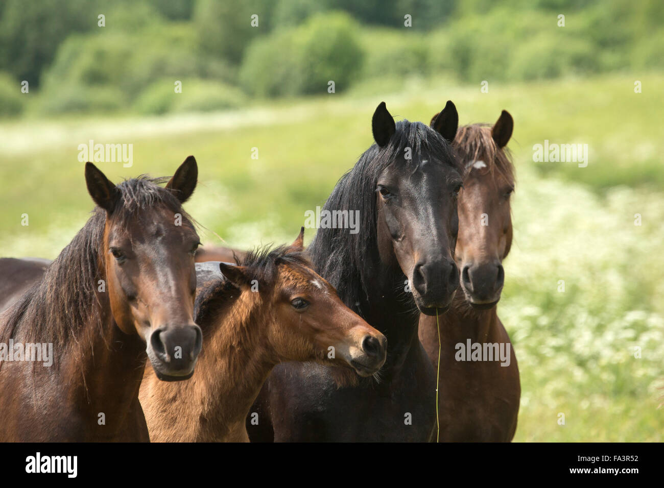 Zemaitukas hi-res stock photography and images - Alamy