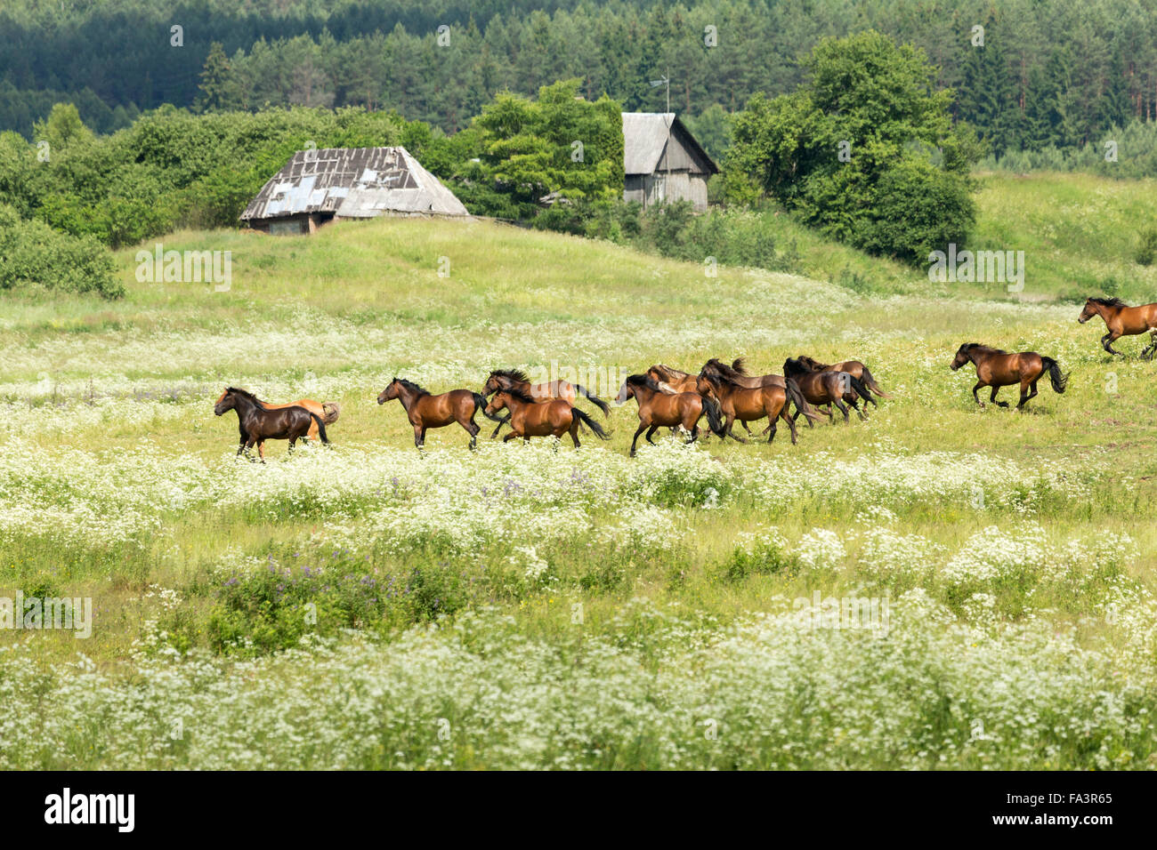 horse Lithuania Rare endangered breed beautiful Stock Photo - Alamy