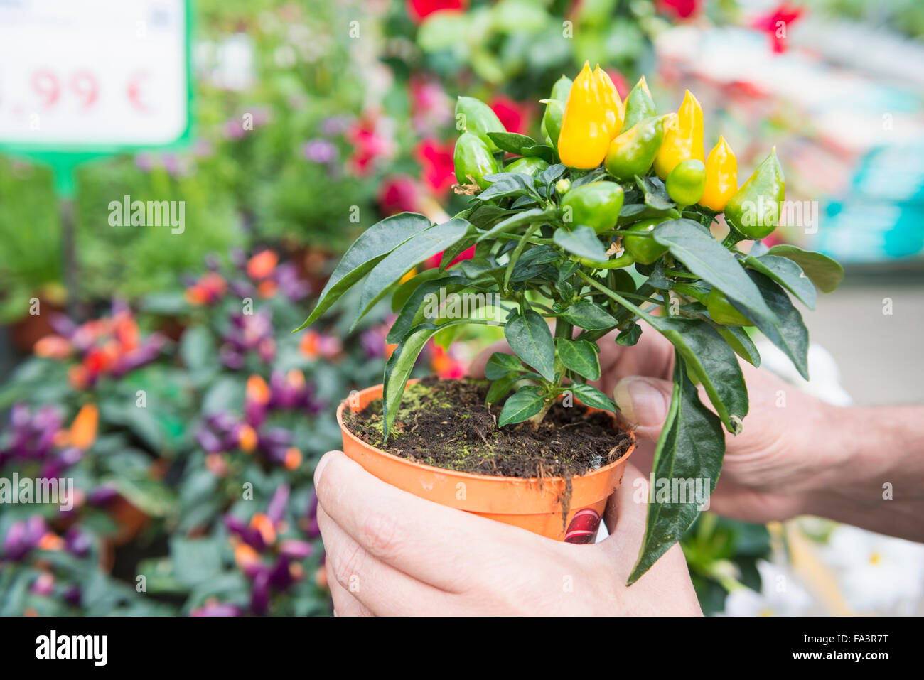 Chilli plants greenhouse hi-res stock photography and images - Alamy