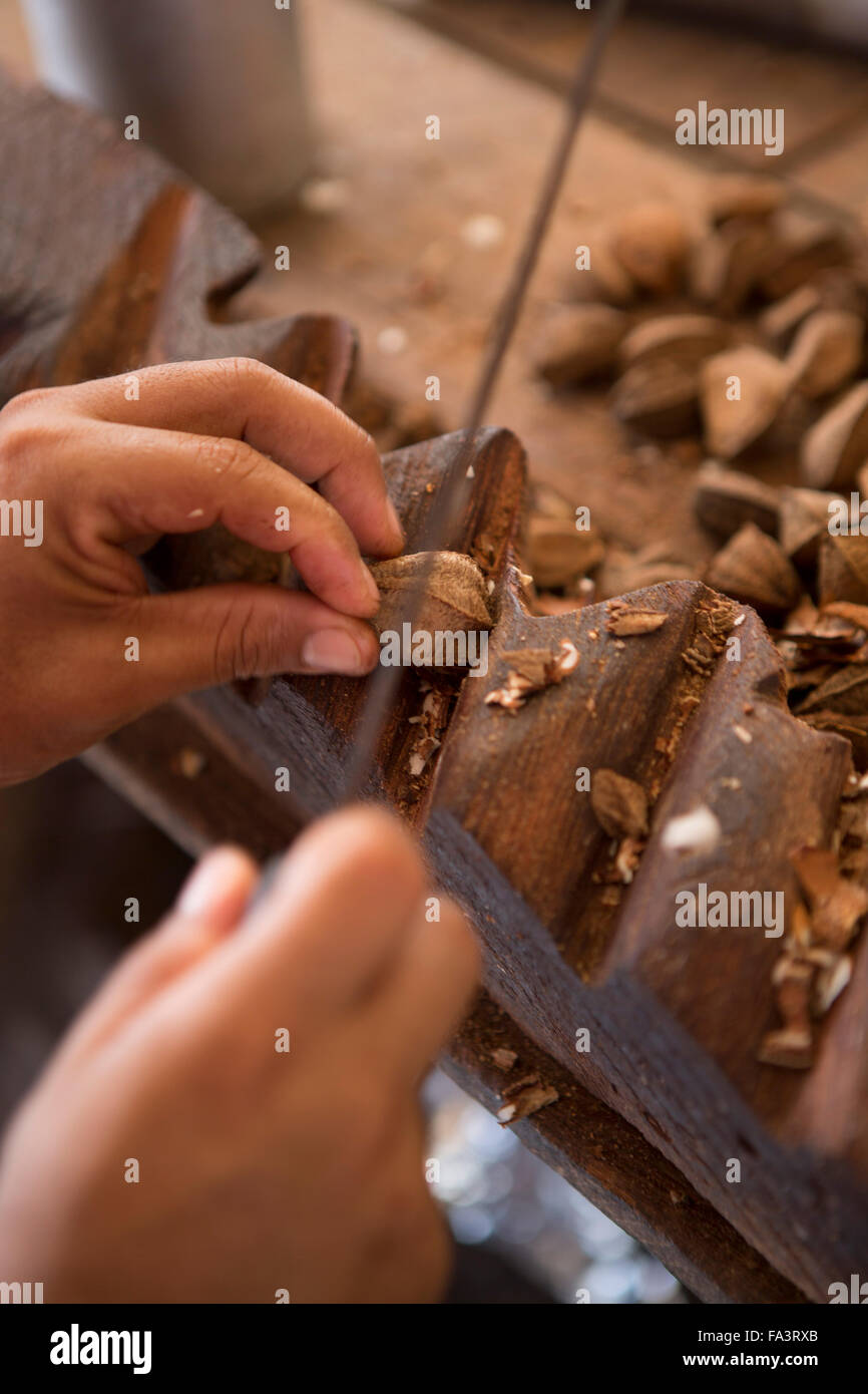 Close-up of hands cutting Brazil nuts from their hard seed pod with a ...