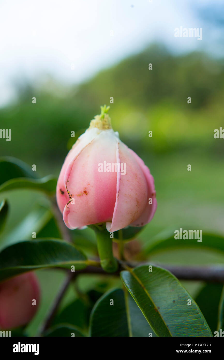 Platonia insignis hi-res stock photography and images - Alamy