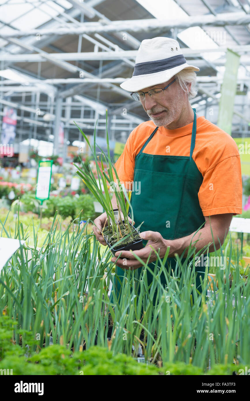 Male gardener working in greenhouse, Augsburg, Bavaria, Germany Stock ...