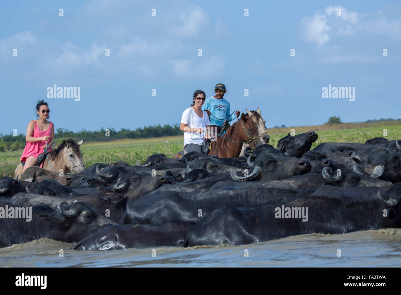 Buffalo herding on Marajo island in the Brazilian Amazon Stock Photo ...