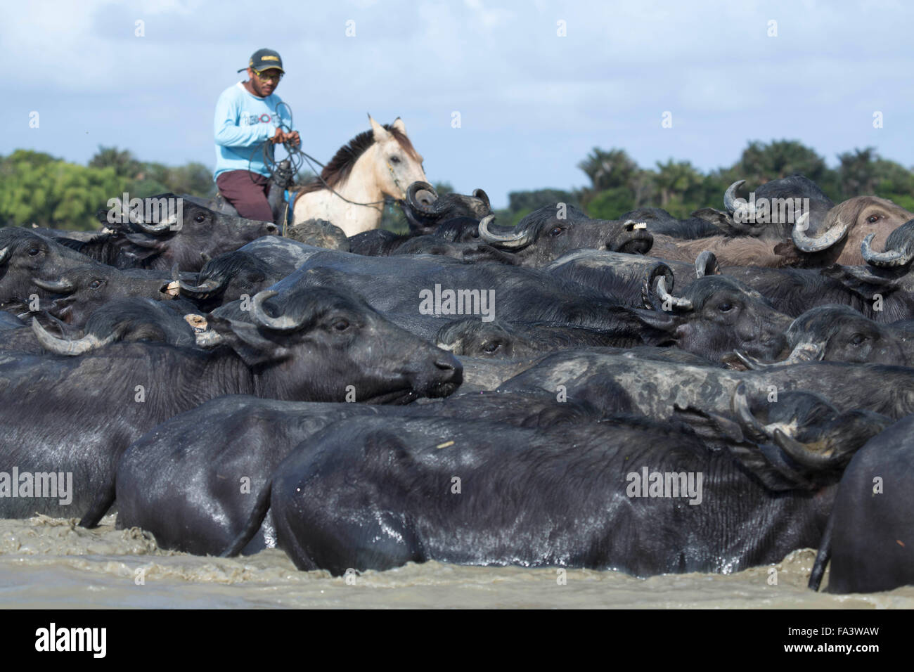 Buffalo herding on Marajo island in the Brazilian Amazon Stock Photo ...