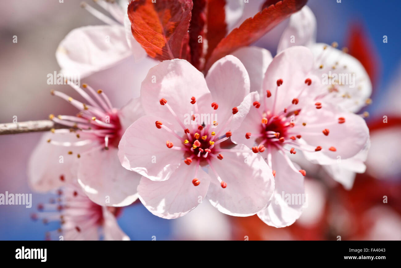 Plum flower hi-res stock photography and images - Alamy
