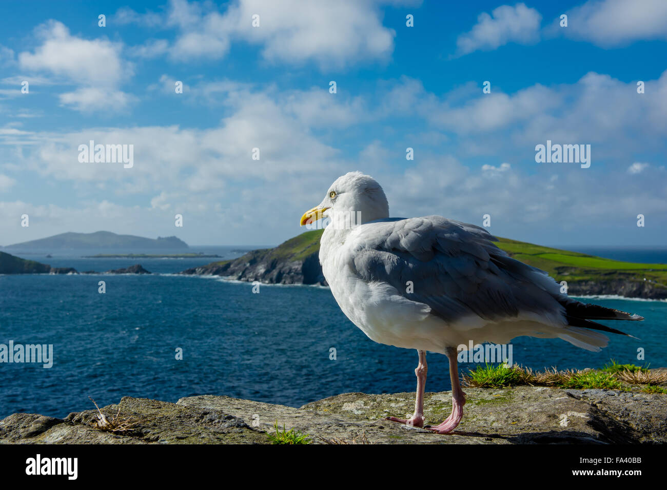 Seagull Looking Over Atlantic From The Coast Stock Photo - Alamy