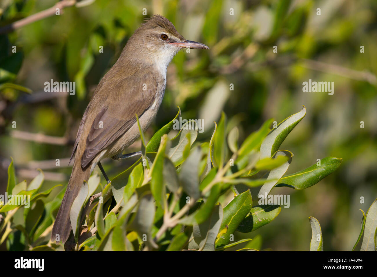 Clamorous reed warbler hi-res stock photography and images - Alamy