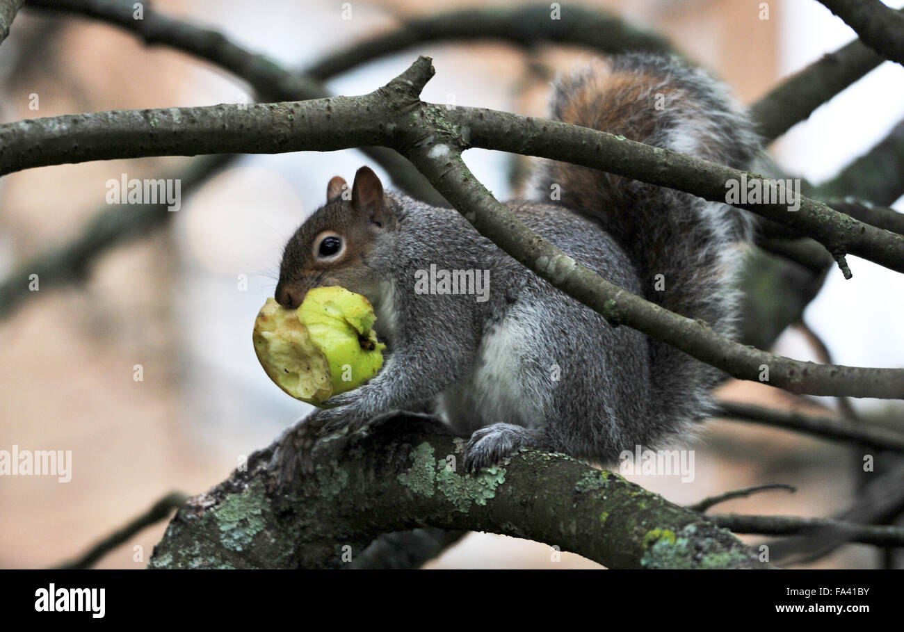 Angry squirrel hi-res stock photography and images - Alamy