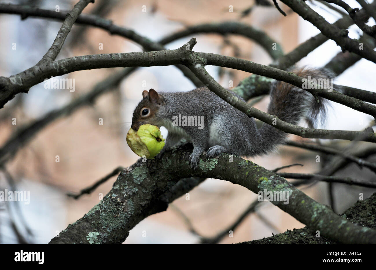 Angry squirrel hi-res stock photography and images - Alamy