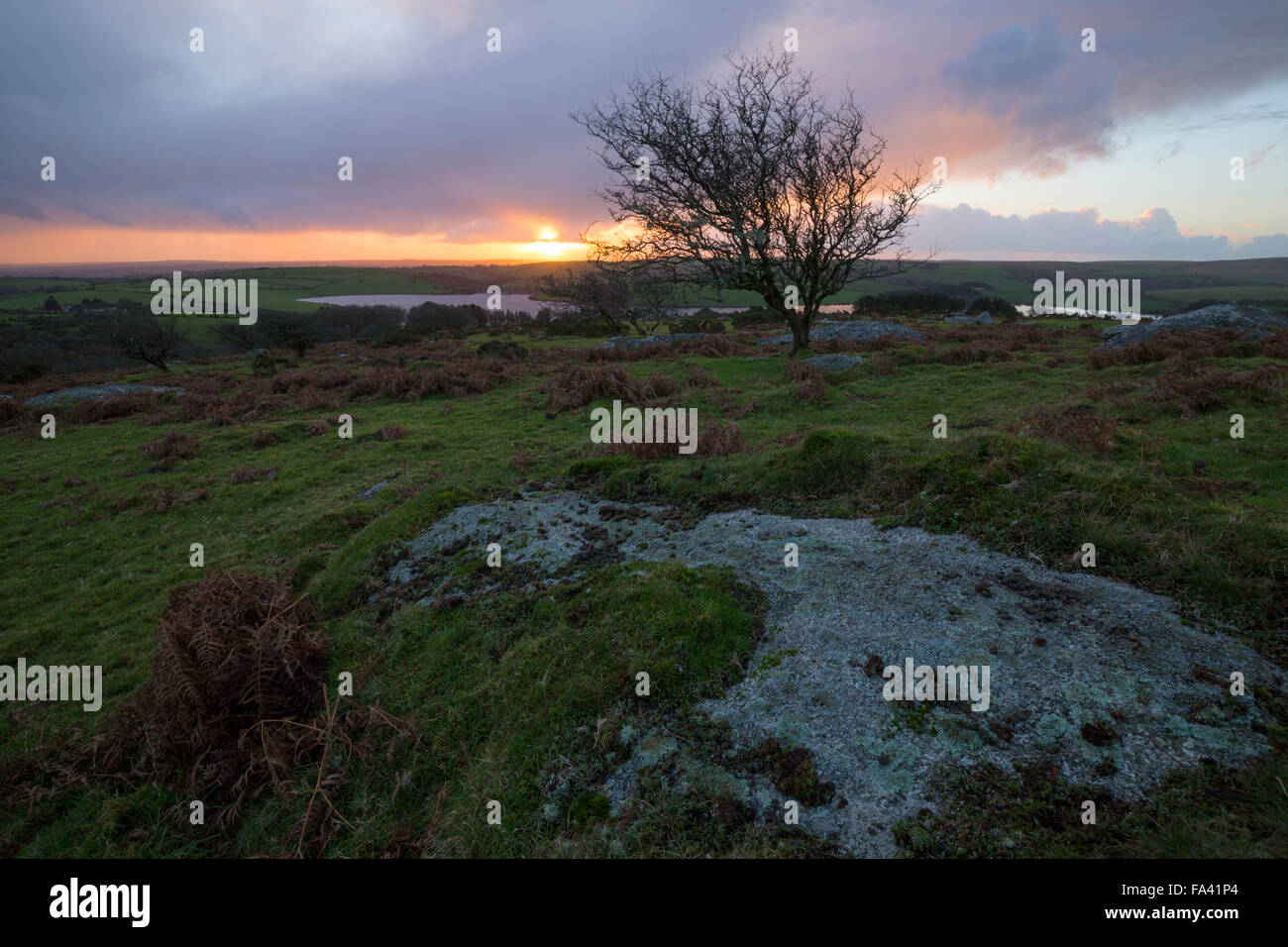 Bleak landscape tree moor hi-res stock photography and images - Alamy
