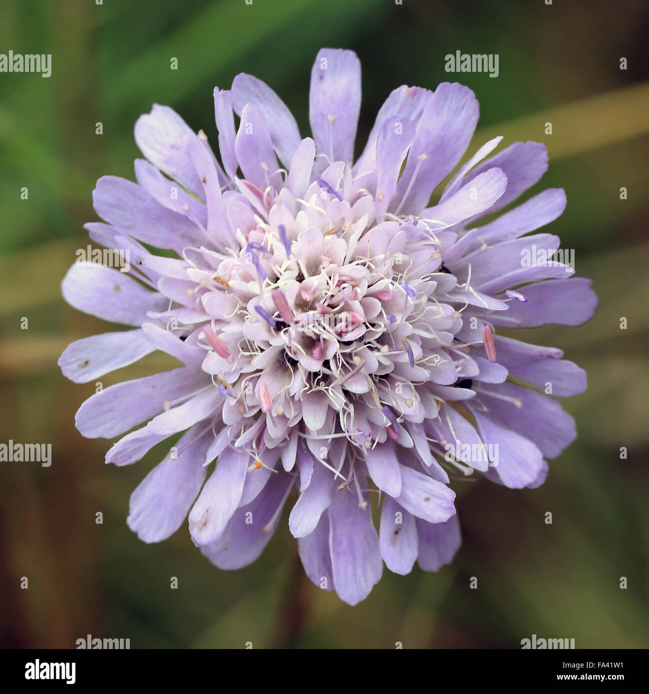 Flower floret field hi-res stock photography and images - Alamy