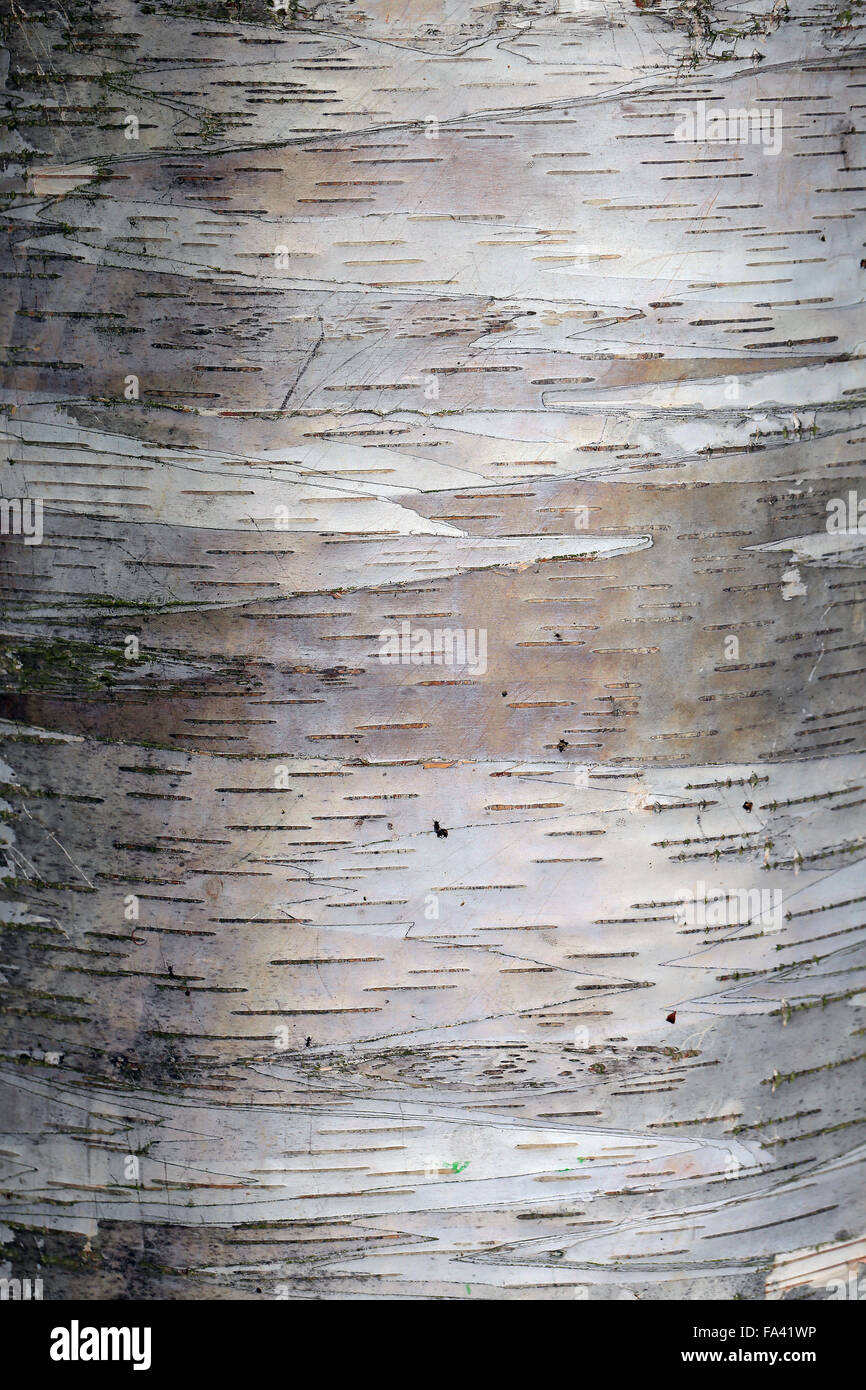 Silver birch trunk detail hi-res stock photography and images - Alamy