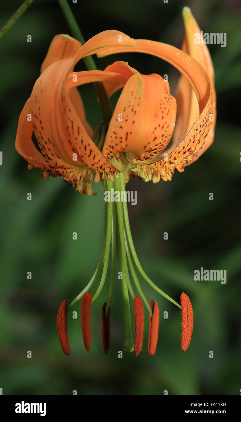 Lily columbia hi-res stock photography and images - Alamy