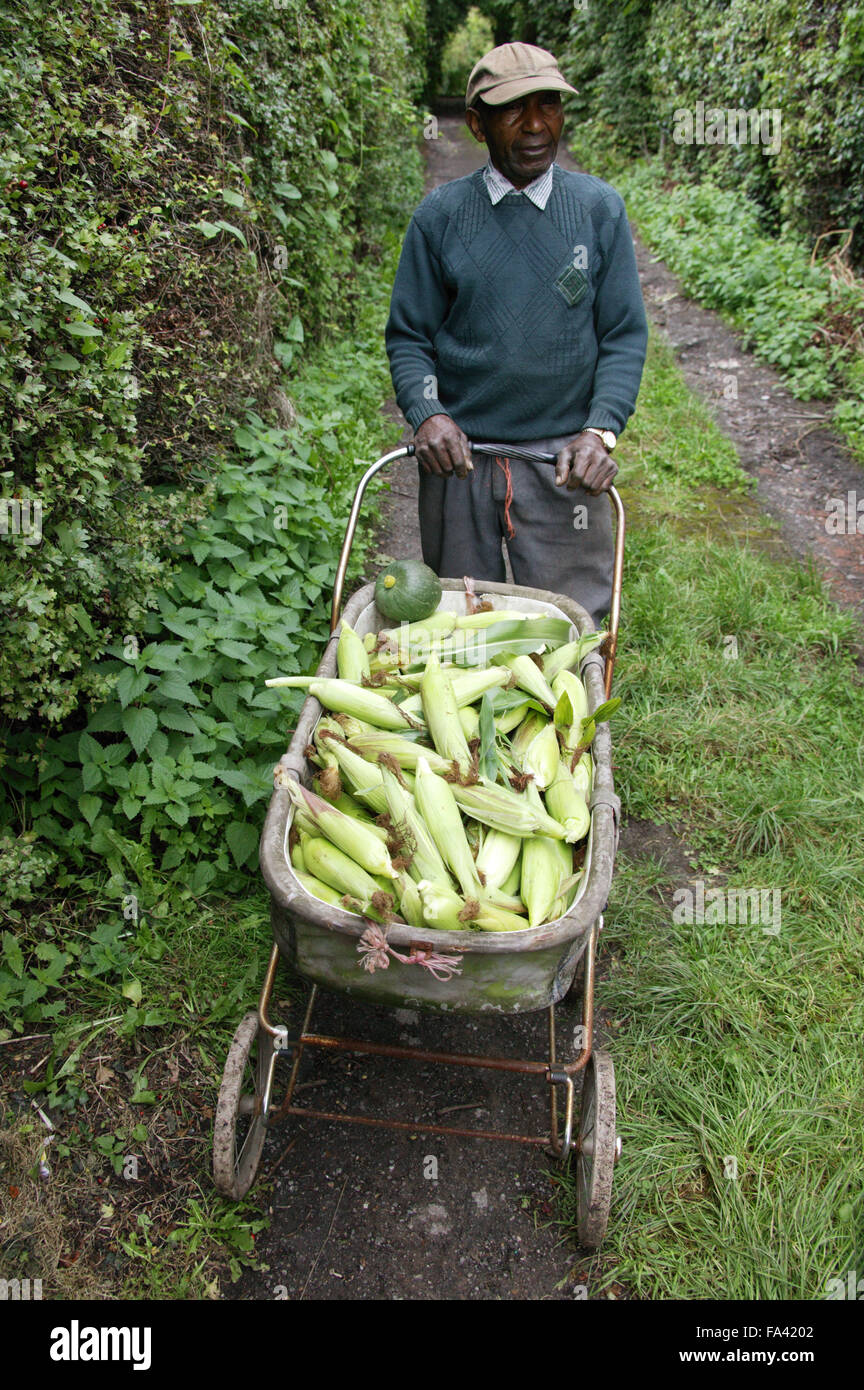 Man pushing a wheelbarrow full of sweetcorn in his allotment Stock ...