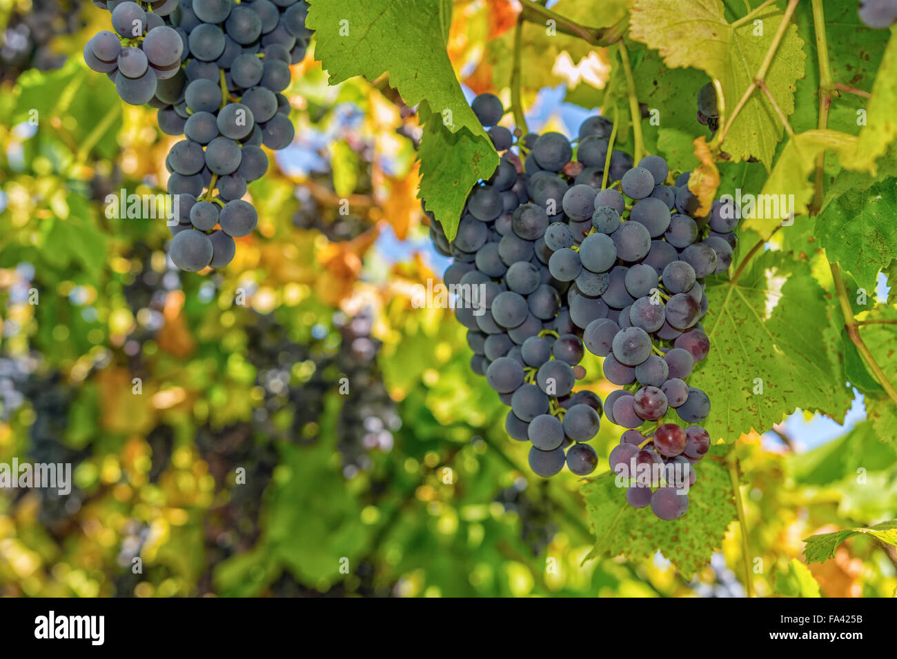 Matured good red wine hi-res stock photography and images - Alamy