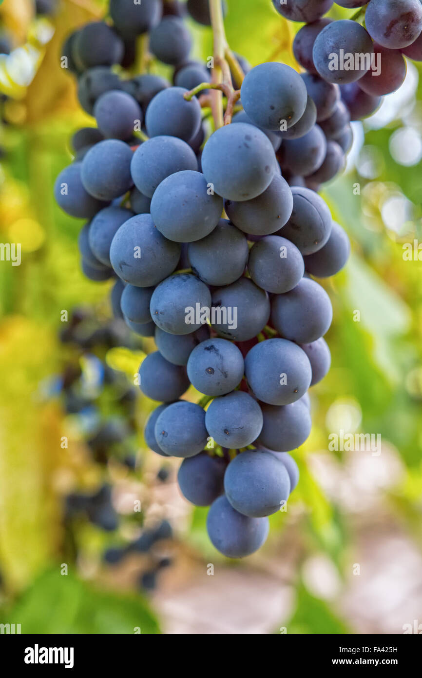 Matured grapes for good red wine Stock Photo - Alamy