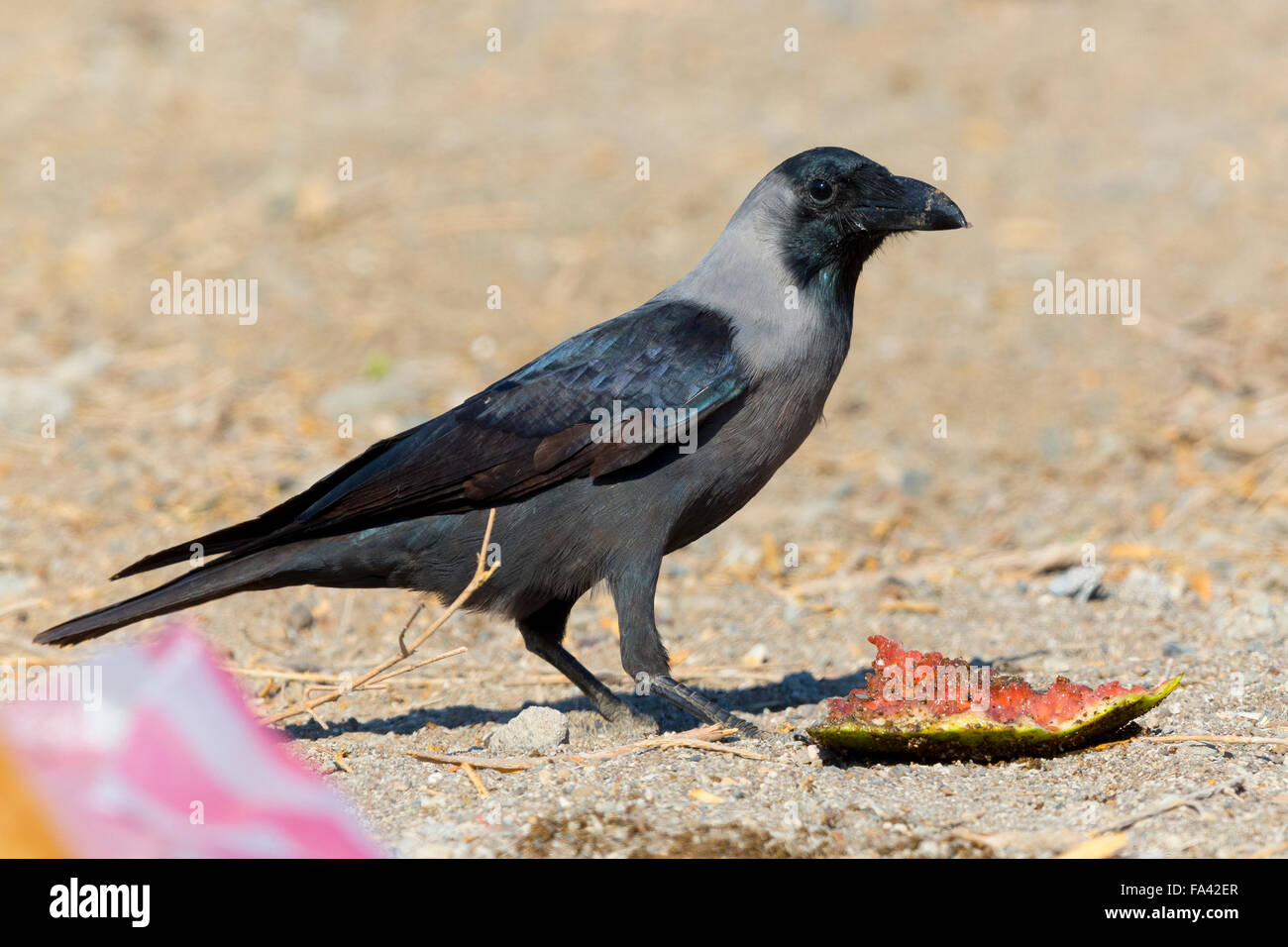 House Crow, Standing on the ground, Shinas, Al Batinah, Oman Stock ...