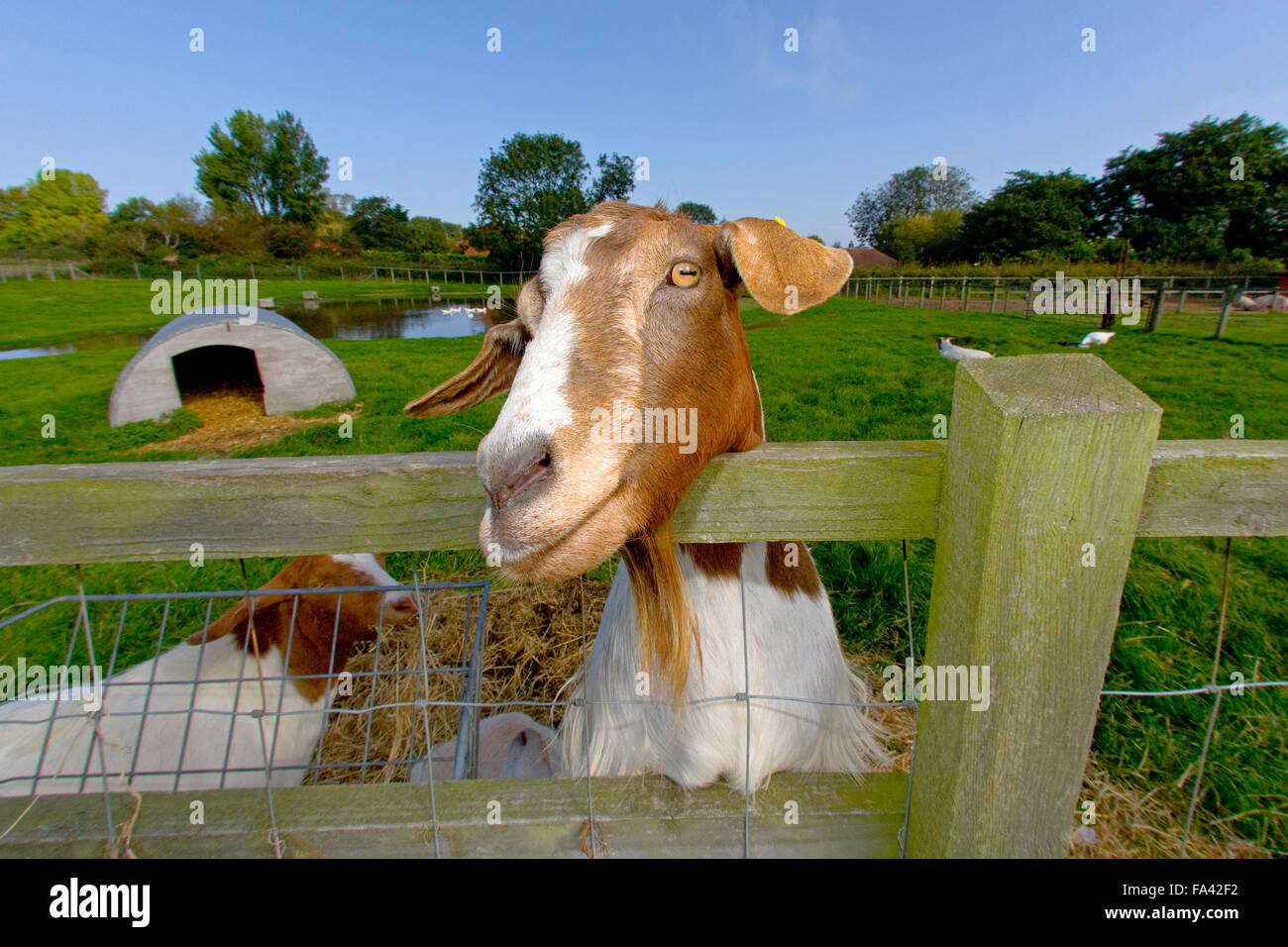 Boer Goat resting its head on a fence waiting for feeding time Stock ...