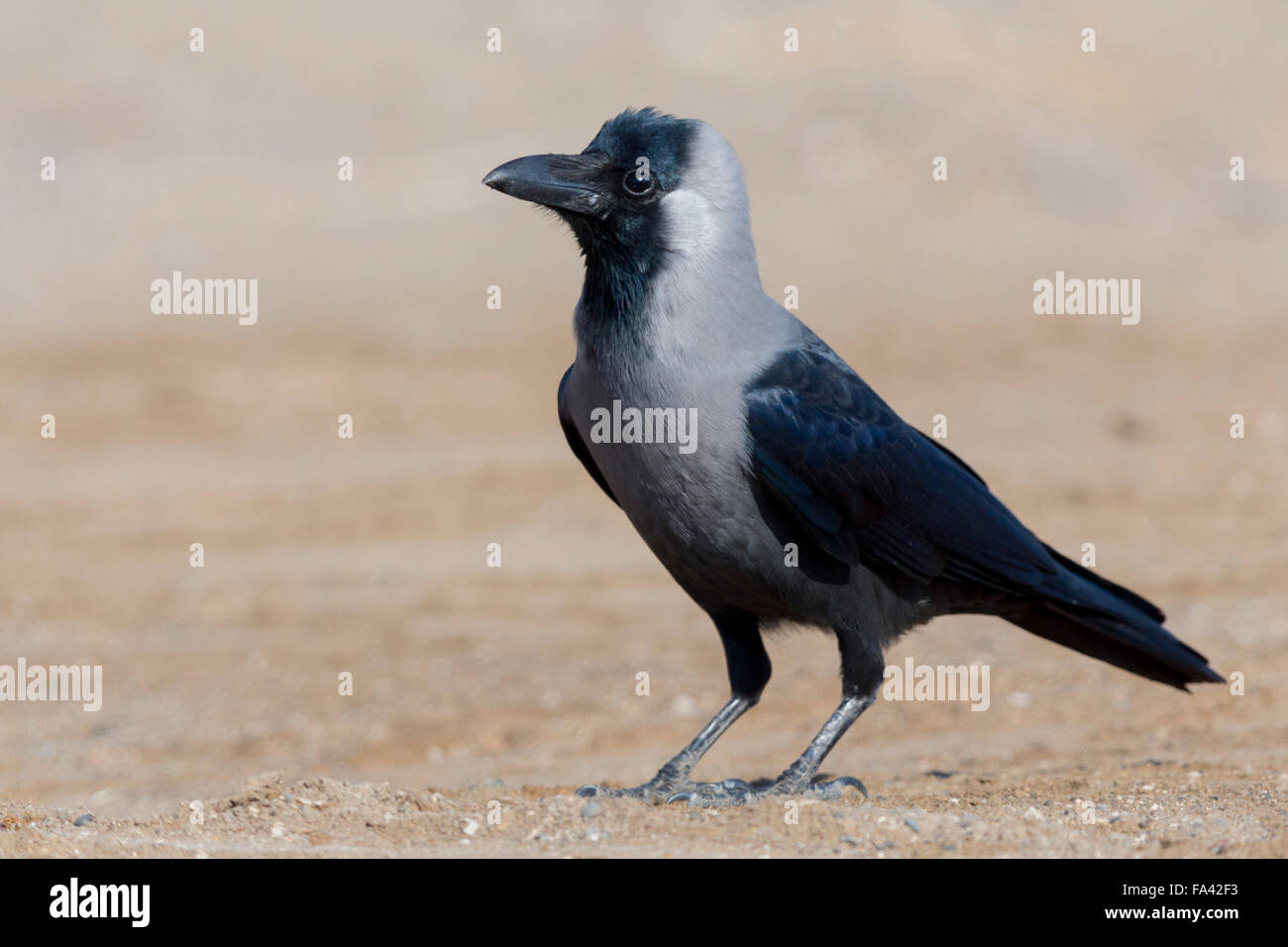 House Crow, Standing on the ground, Shinas, Al Batinah, Oman Stock ...