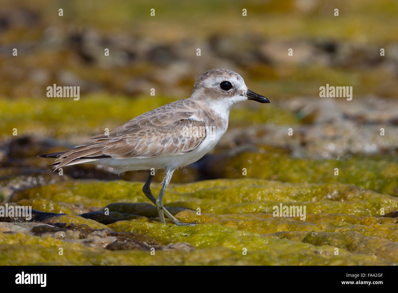 Lesser Sand Plover, Standing in a swamp, Quryyat, Muscat Governorate ...