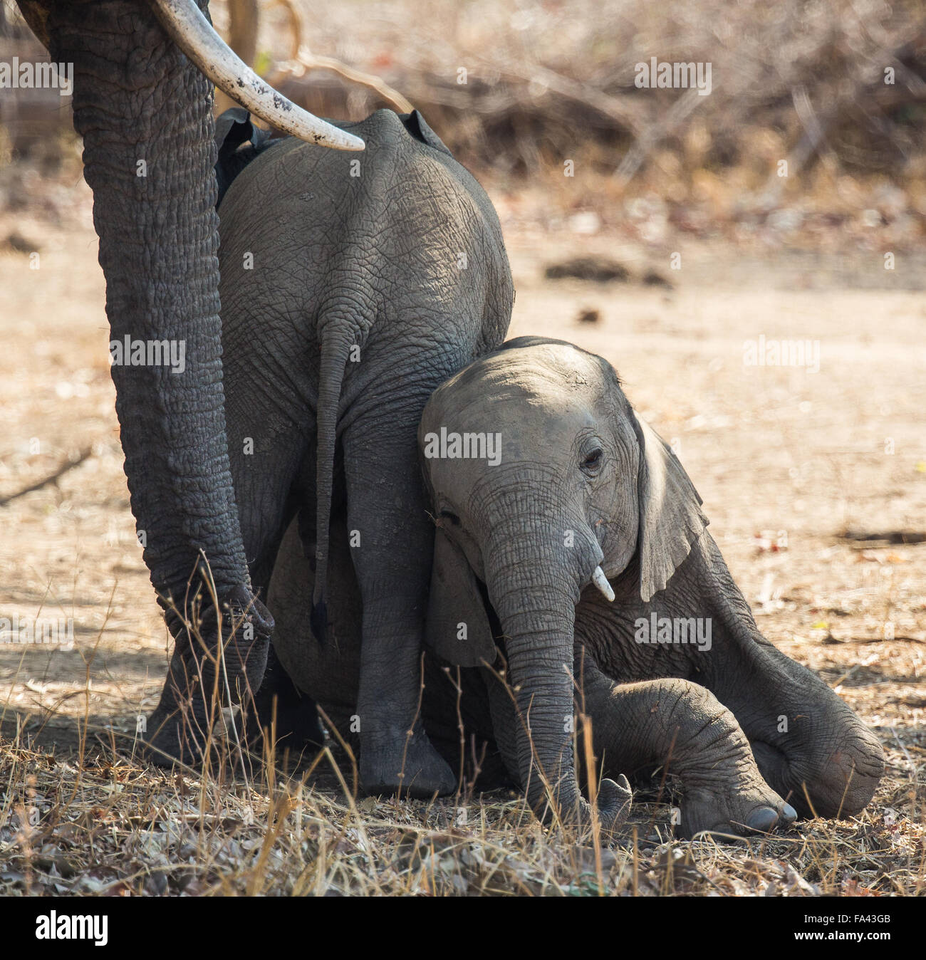Jostling High Resolution Stock Photography and Images - Alamy