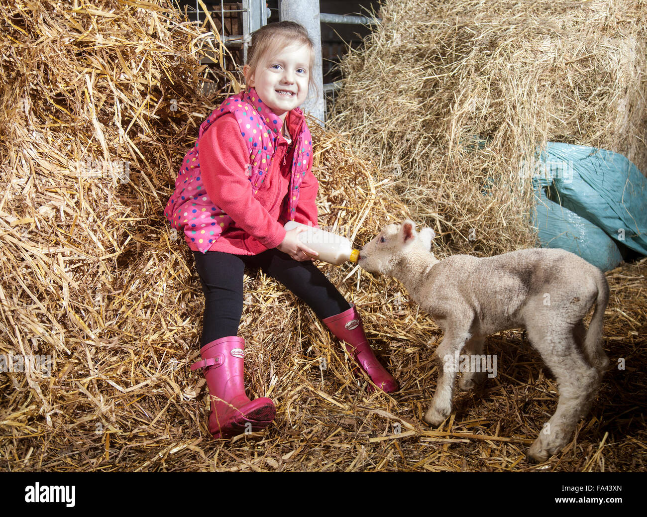 a young girl bottle feeding ewe lamb sheep baby petting farm zoo hand ...