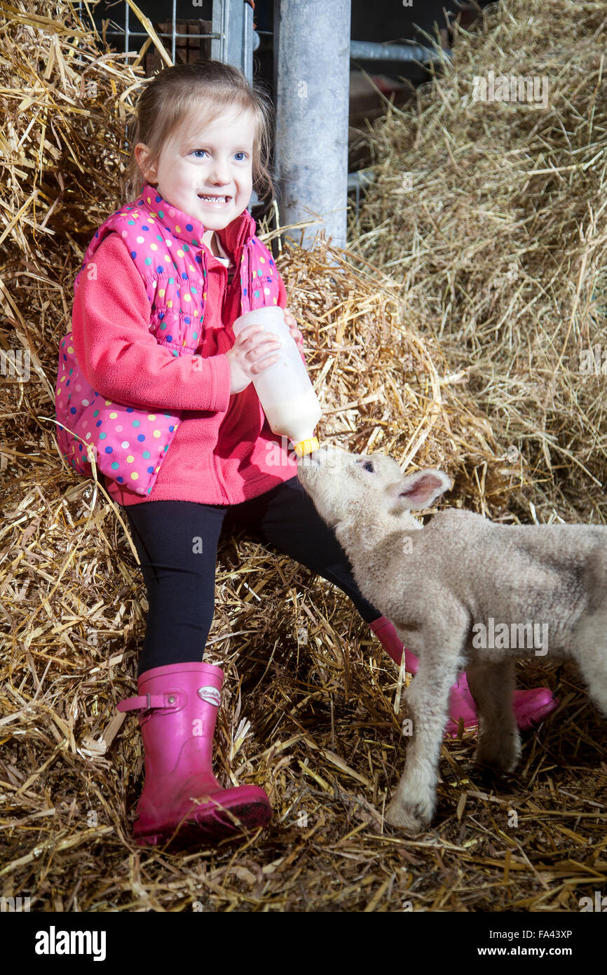 Sheep lamb ewe young farm milk feed livestock hi-res stock photography ...