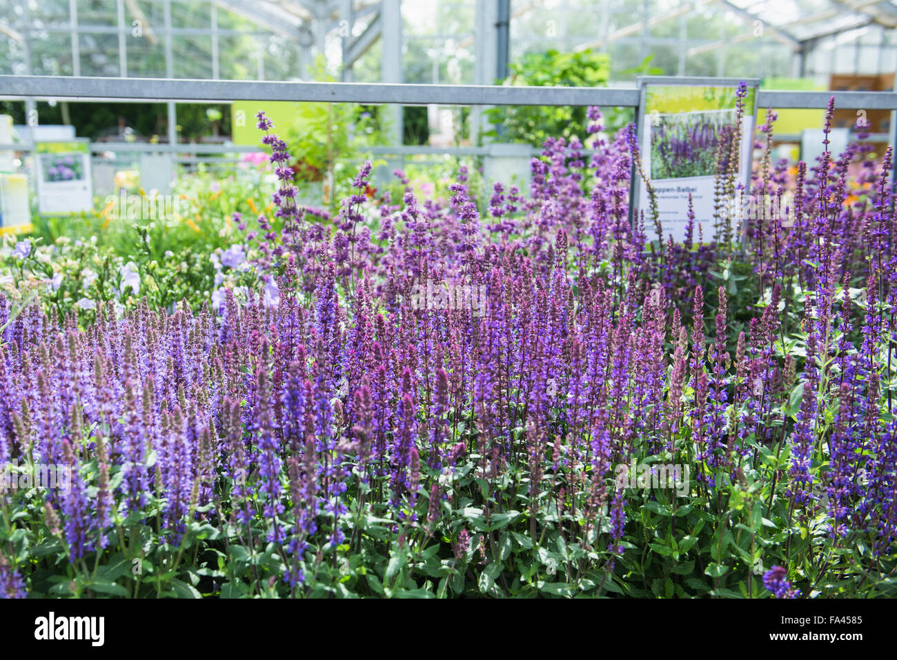 Lavender flowers for sale in garden centre, Augsburg, Bavaria, Germany ...