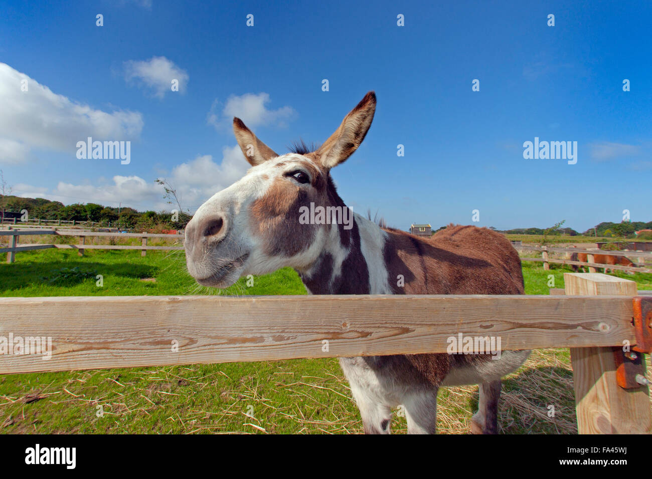 Donkey looking over a fence hi-res stock photography and images - Alamy