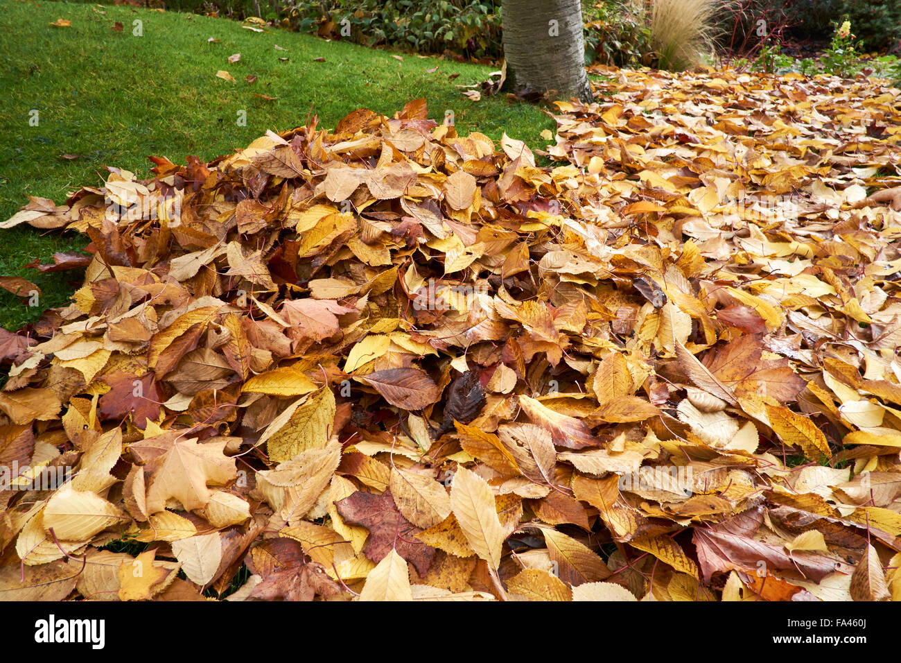 Plum tree autumn hi-res stock photography and images - Alamy