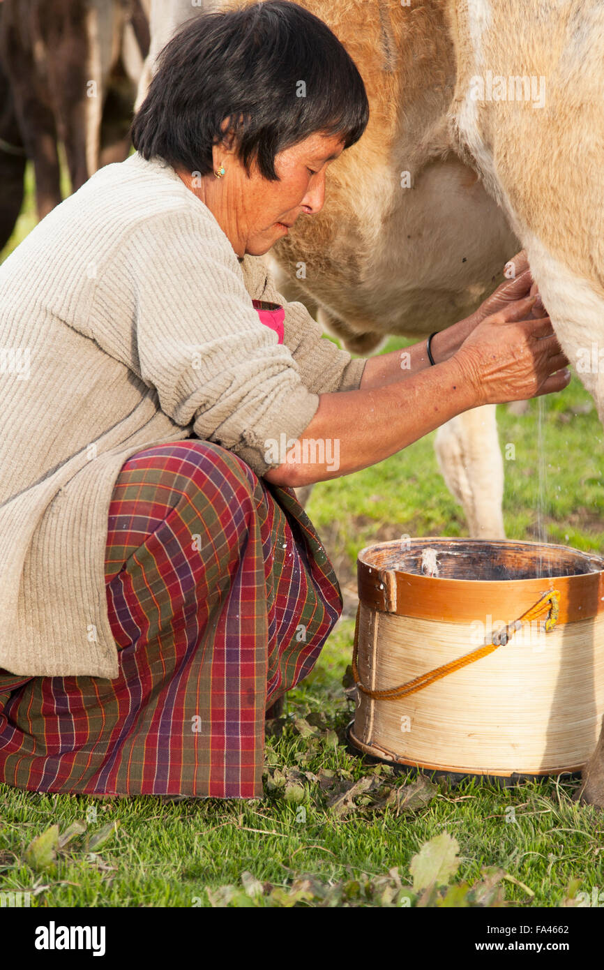 Woman Milking Cow Stock Photos & Woman Milking Cow Stock Images - Alamy