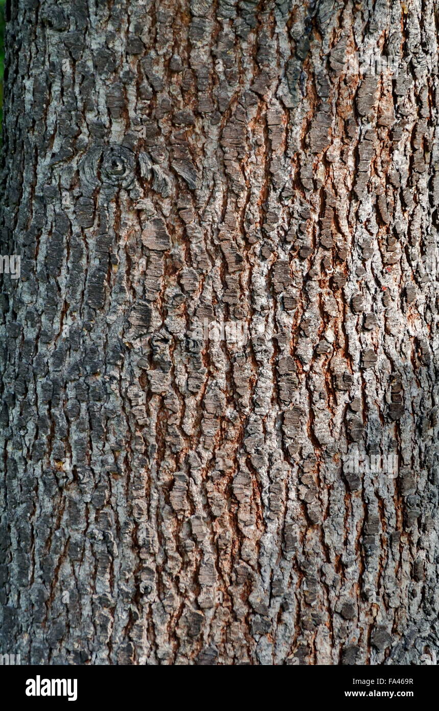 Conifer bark hi-res stock photography and images - Alamy