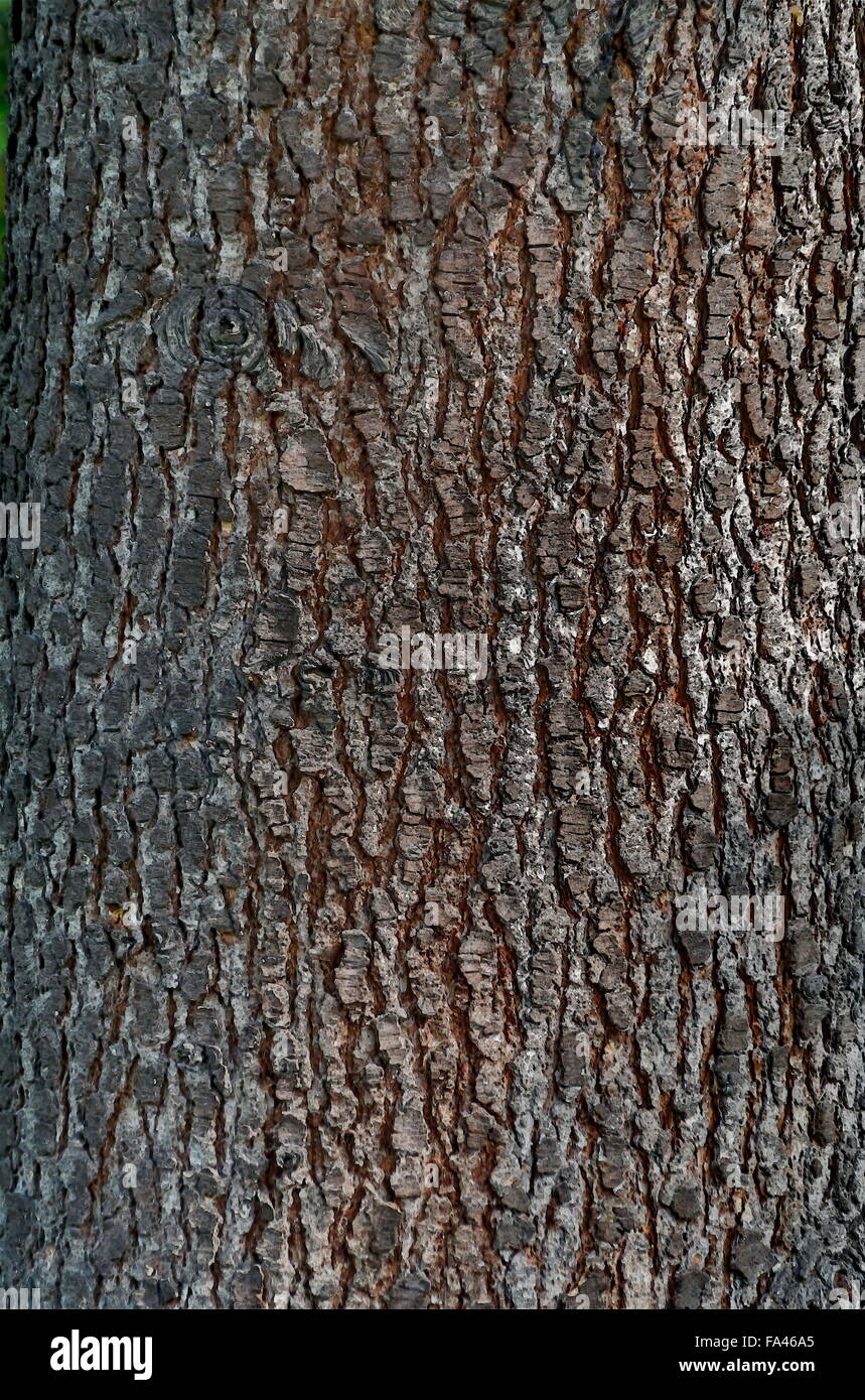 Conifer tree bark hi-res stock photography and images - Alamy