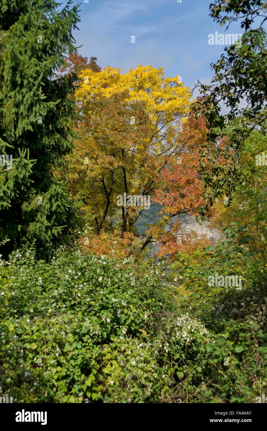 Color trees in autumn, Bulgaria Stock Photo - Alamy