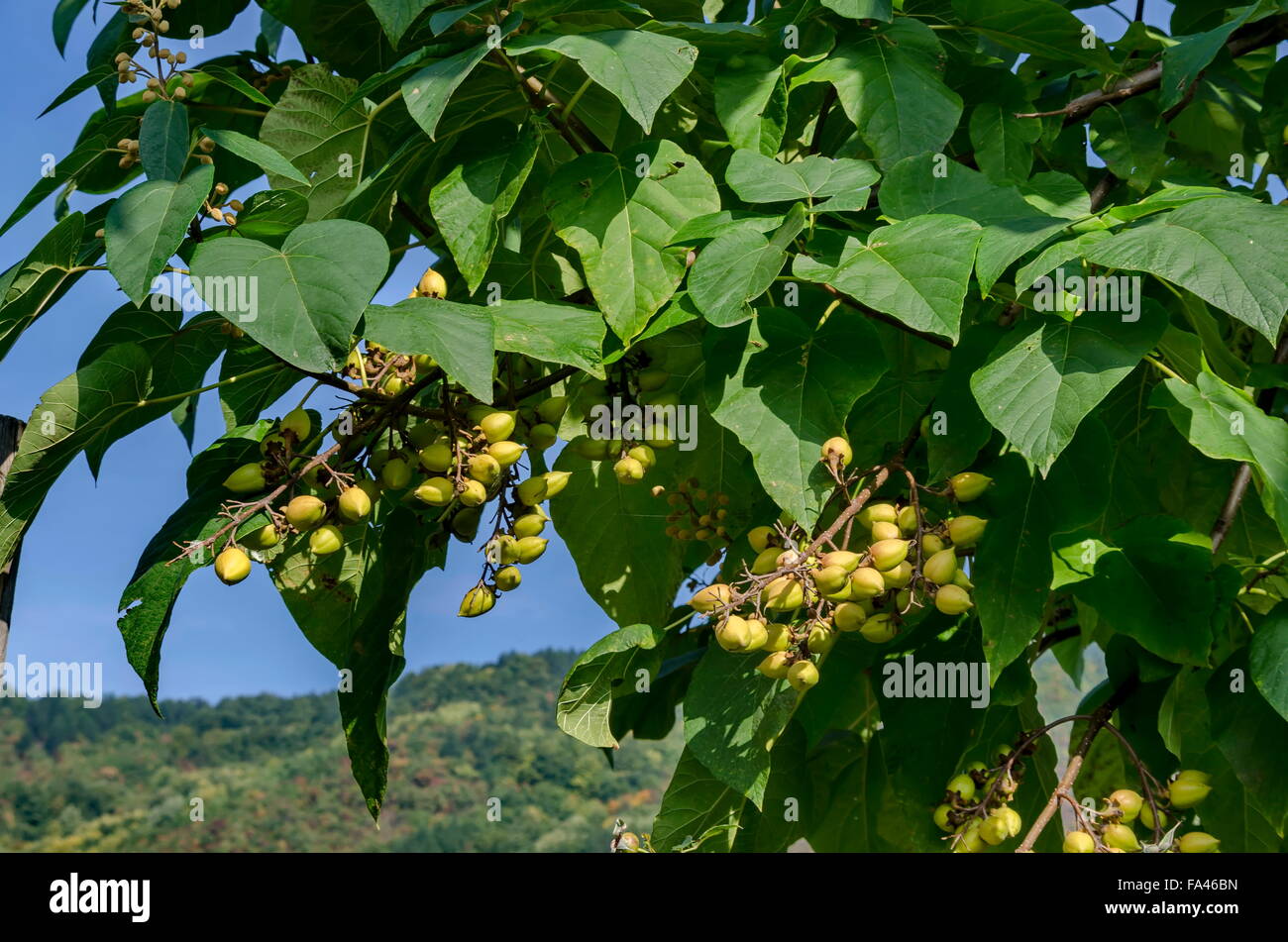 Yellow jacaranda hi-res stock photography and images - Alamy