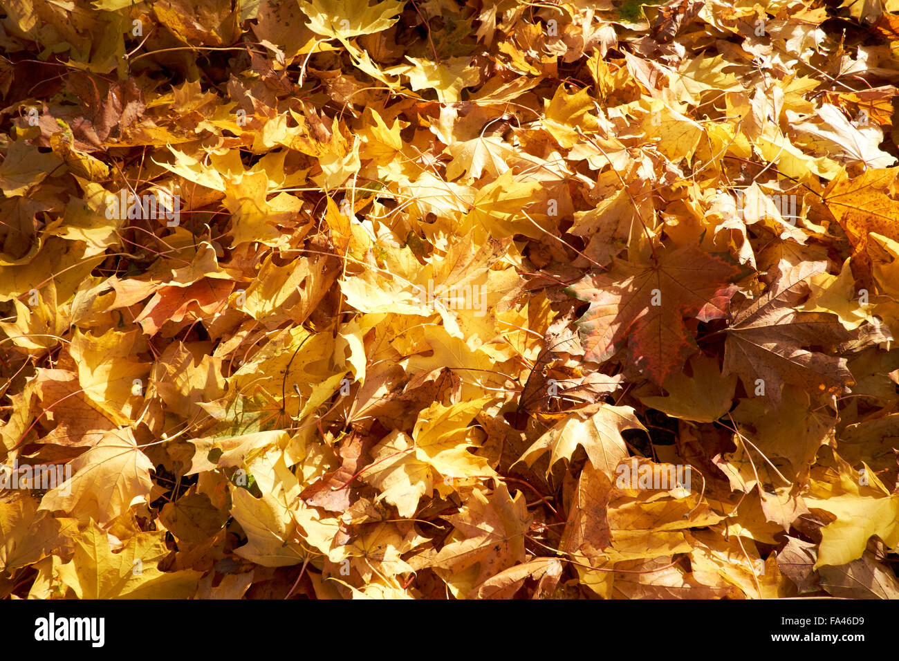 Fallen golden Autumn leaves from a Field Maple (Acer campestre) Tree ...