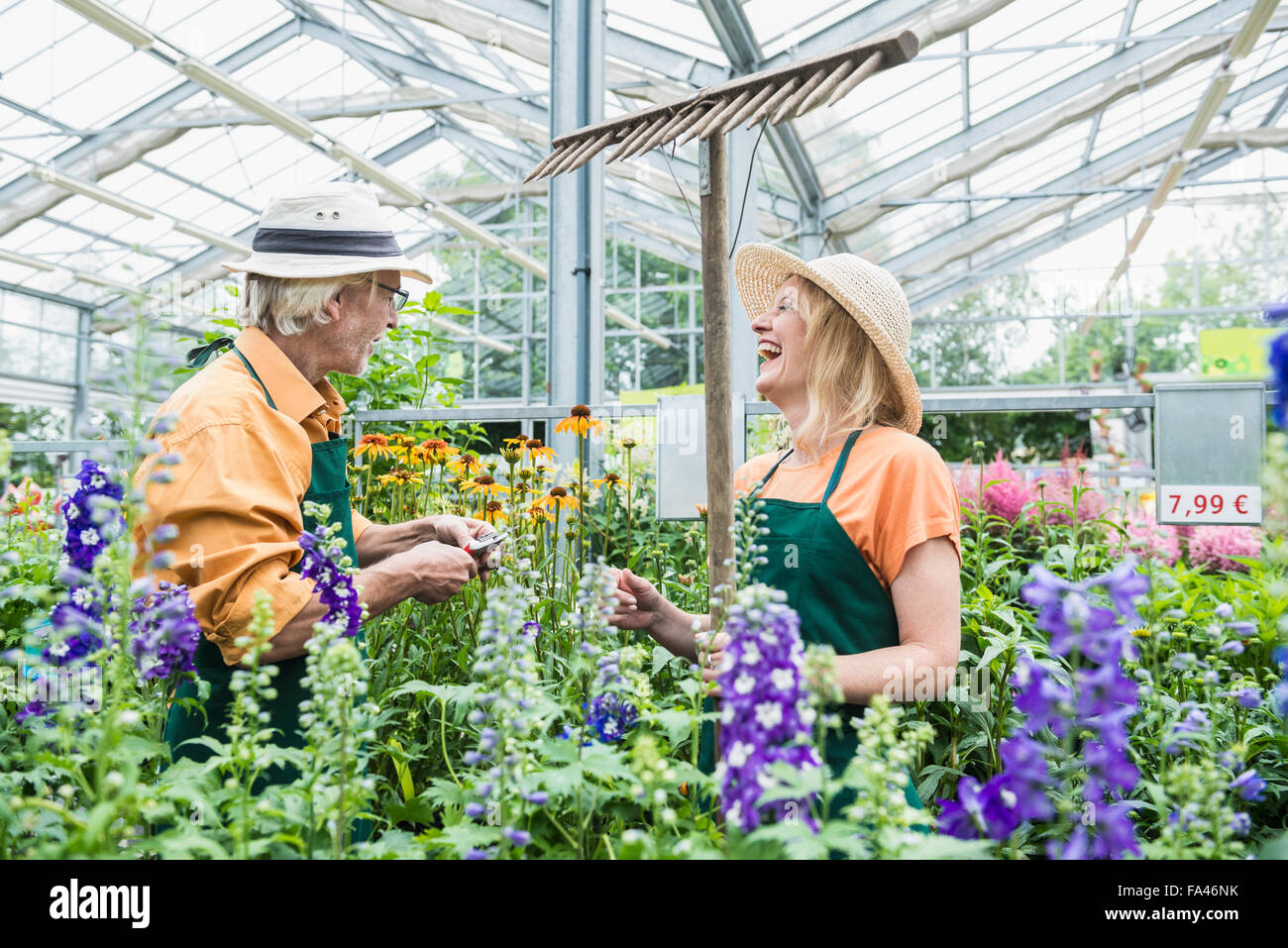 Two gardeners working and smiling in greenhouse, Augsburg, Bavaria ...