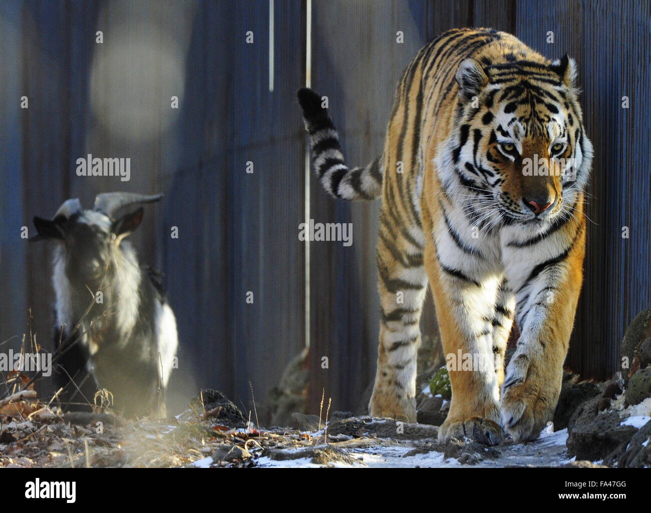 Amur Timur High Resolution Stock Photography and Images - Alamy