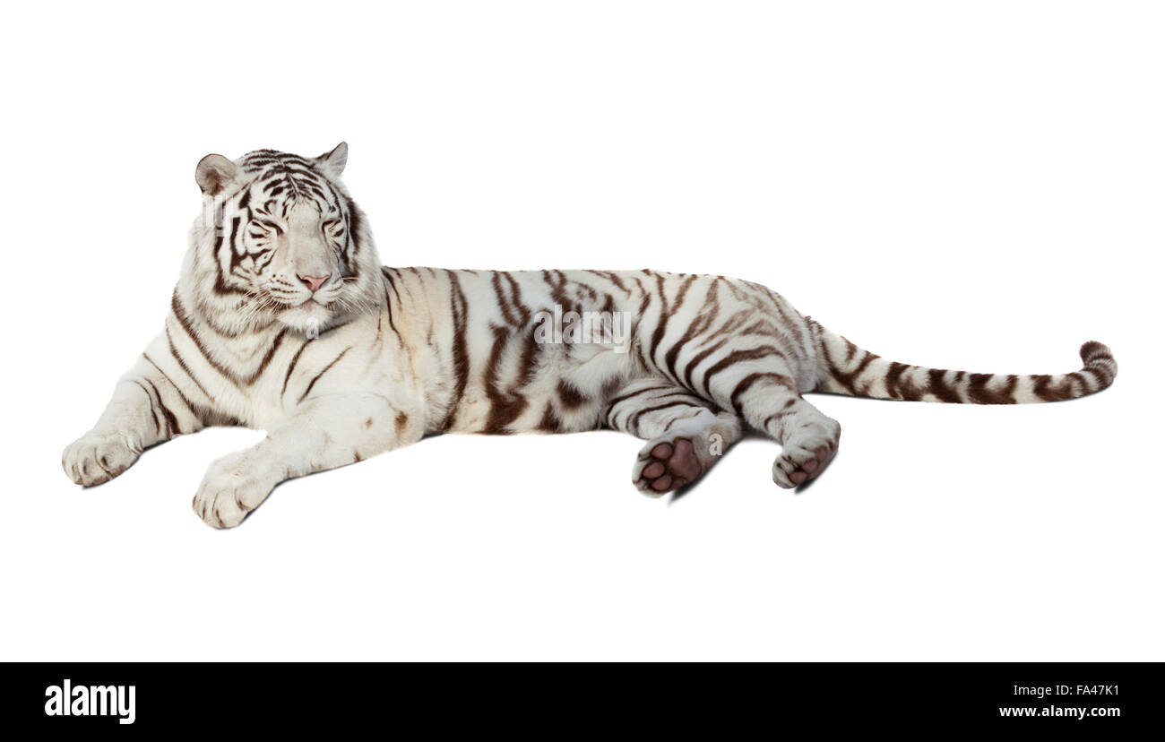 lying white tiger. Isolated over white background with shade Stock ...