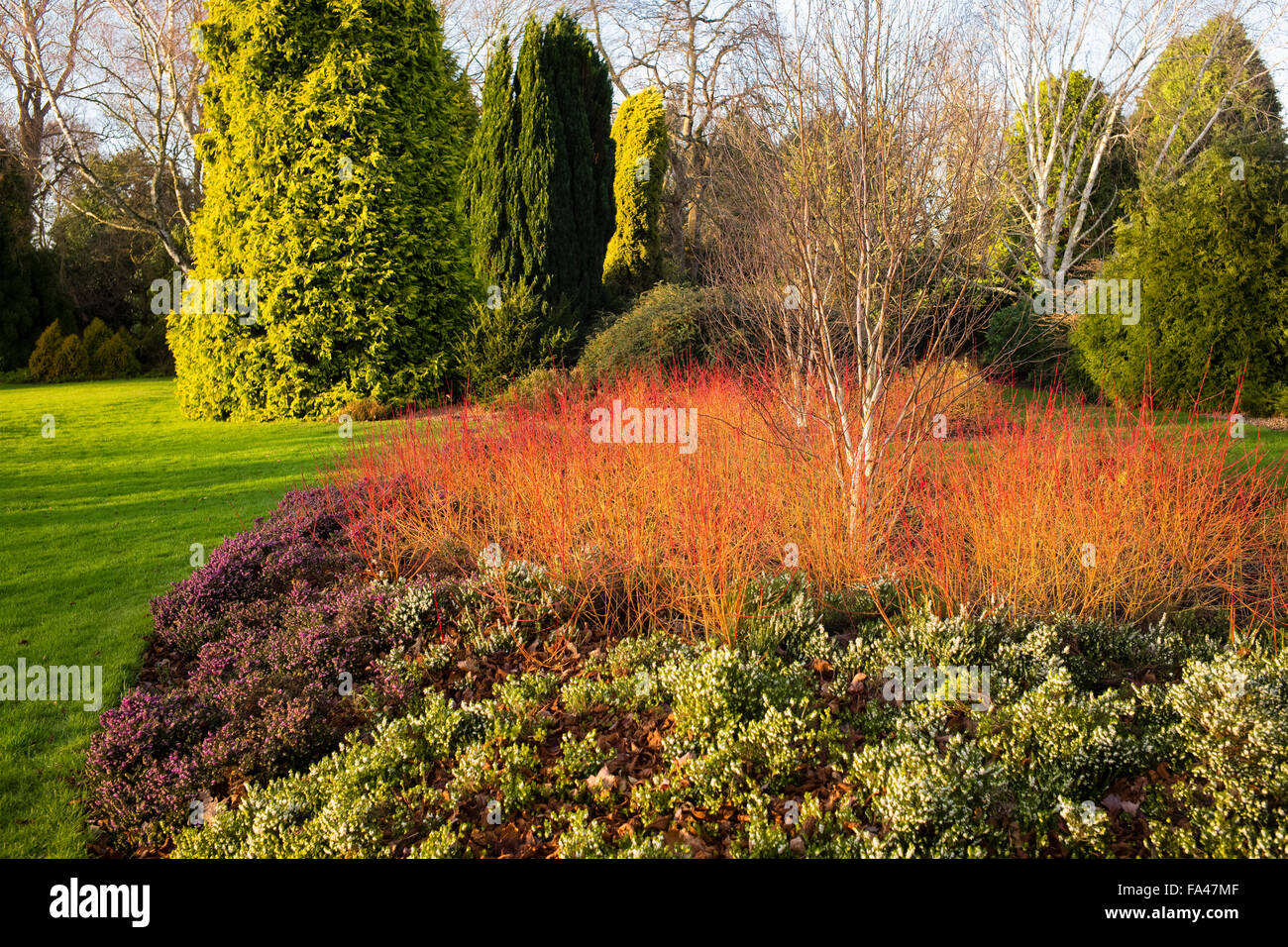 Cornus sanguinea midwinter fire hi-res stock photography and images - Alamy