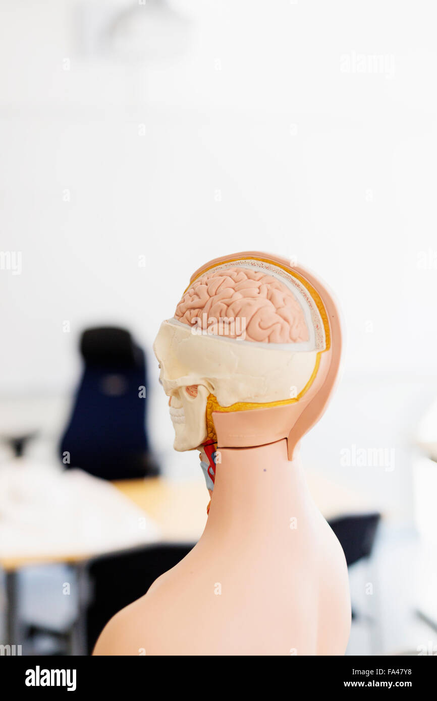 Anatomical space hi-res stock photography and images - Alamy