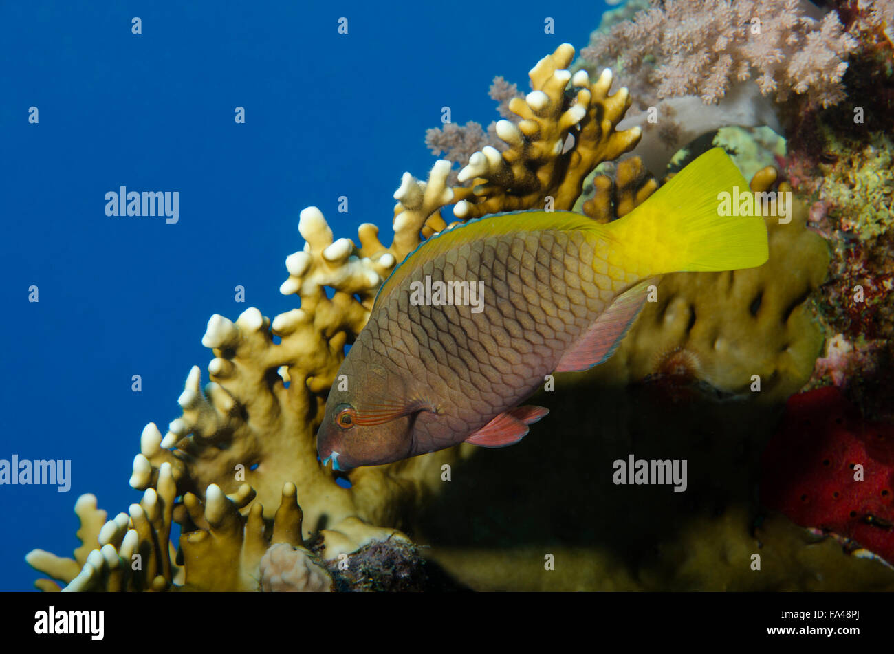 rusty parrotfish, Scarus ferrugineus, in coral reef, Red Sea, Egypt ...