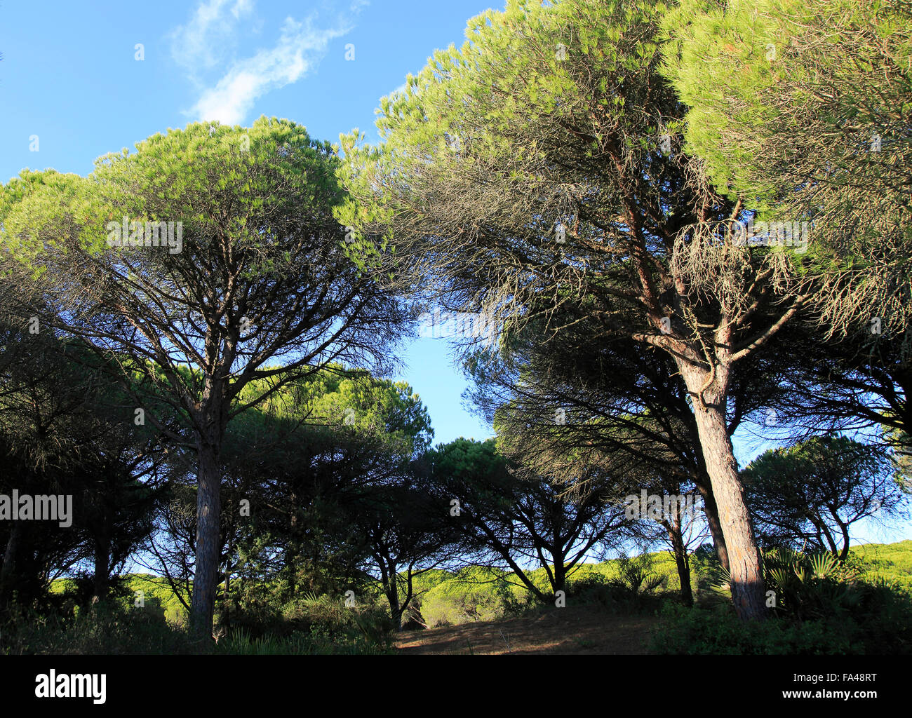 Stone pine trees, Pinus pinea, Parque Natural de Acantilado, Parque ...