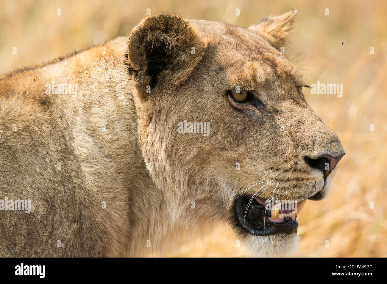 Lioness Head Profile