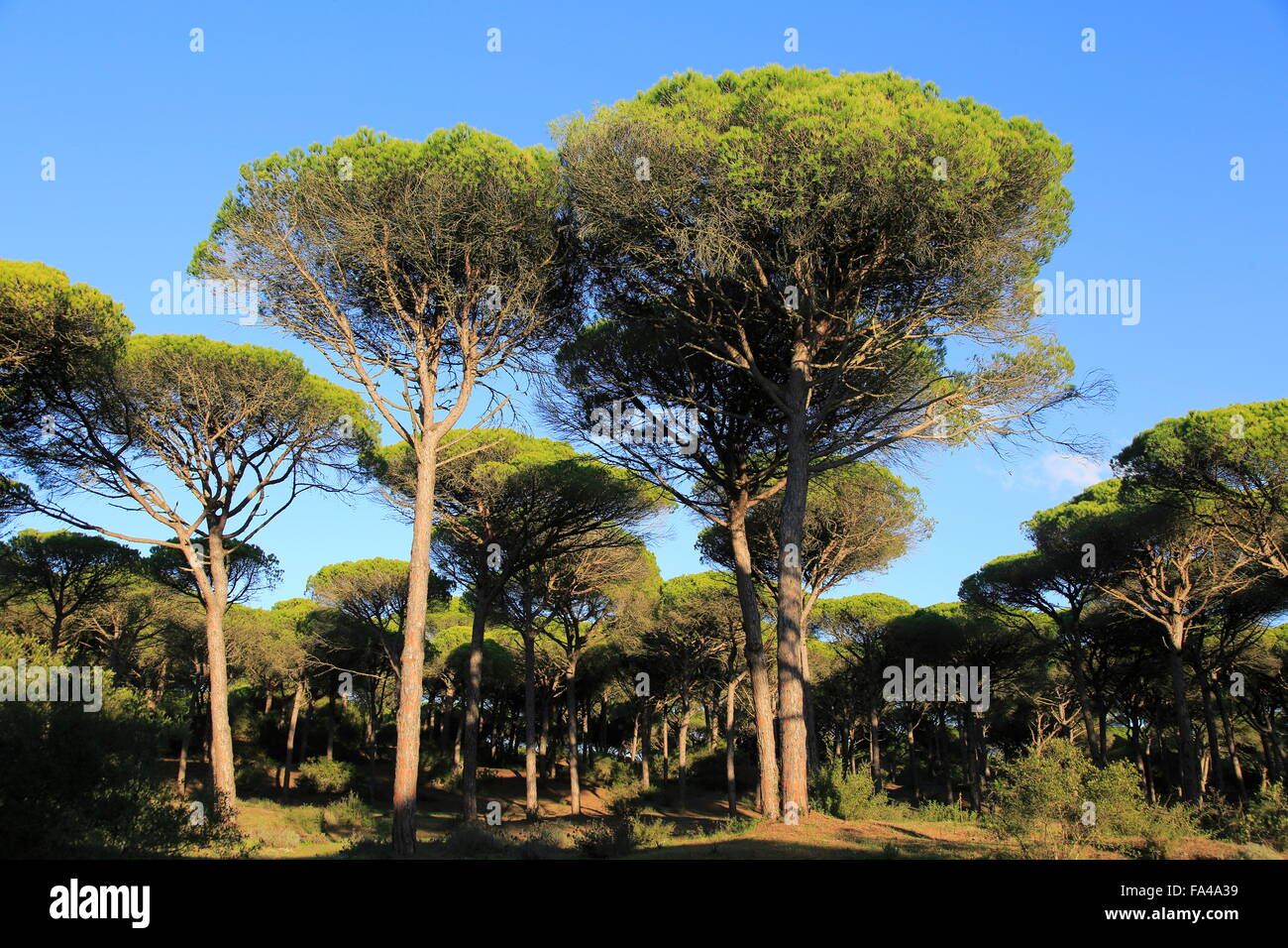 Stone pine trees, Pinus pinea, Parque Natural de Acantilado, Parque ...