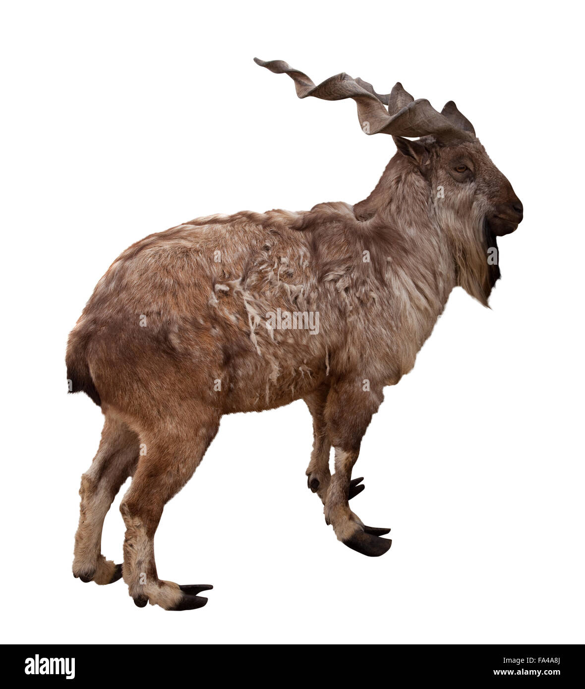 Markhor (Capra falsoneri). Isolated over white background Stock Photo ...