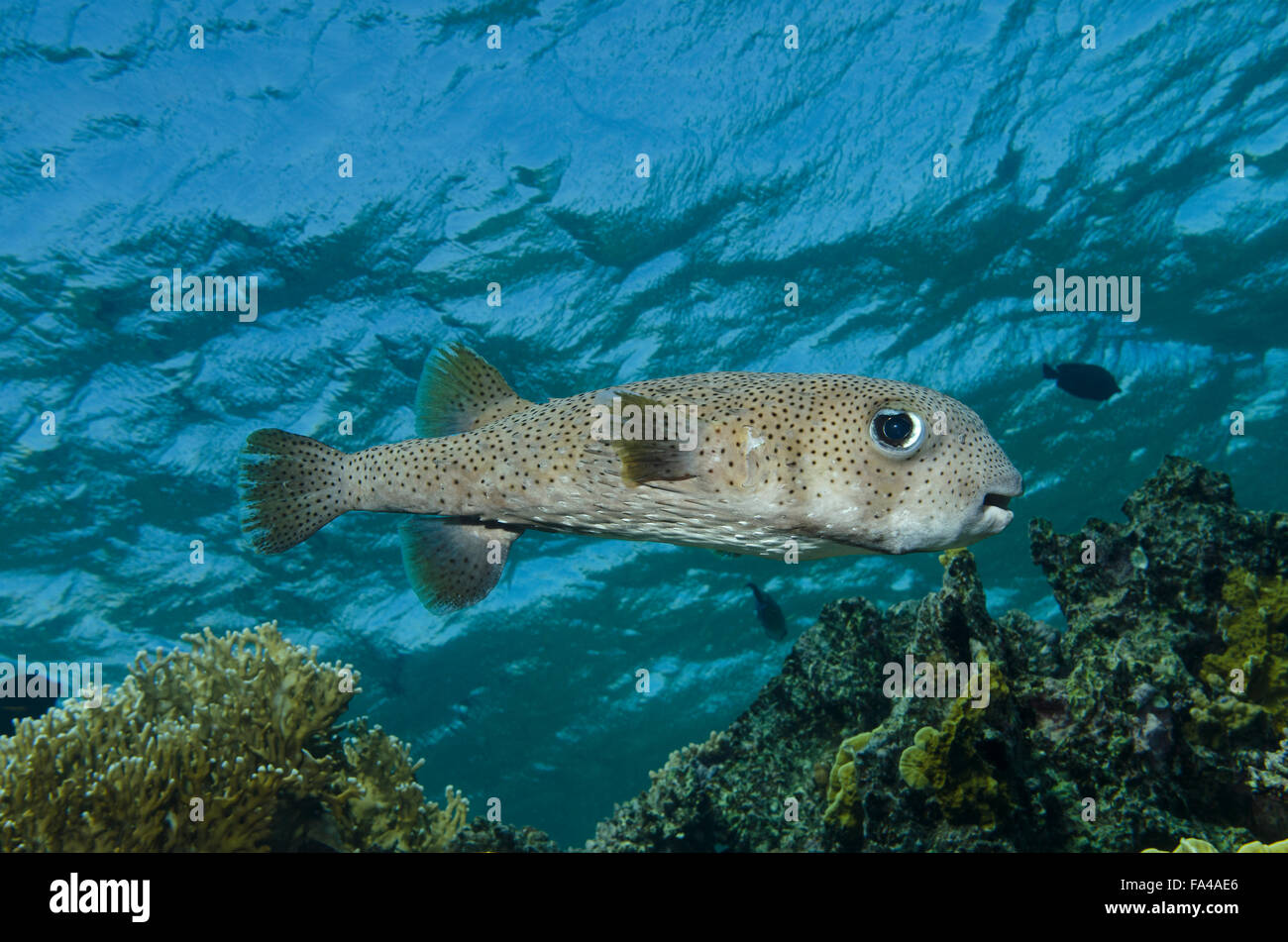 Spotted Porcupinefish, Diodon hystrix, swimming over coral reef, Red ...