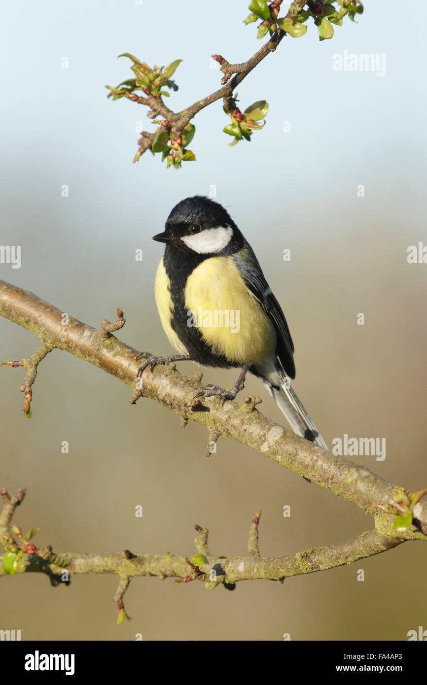Great Tit (Parus major) perched on Crab apple twig, Yorkshire, England ...